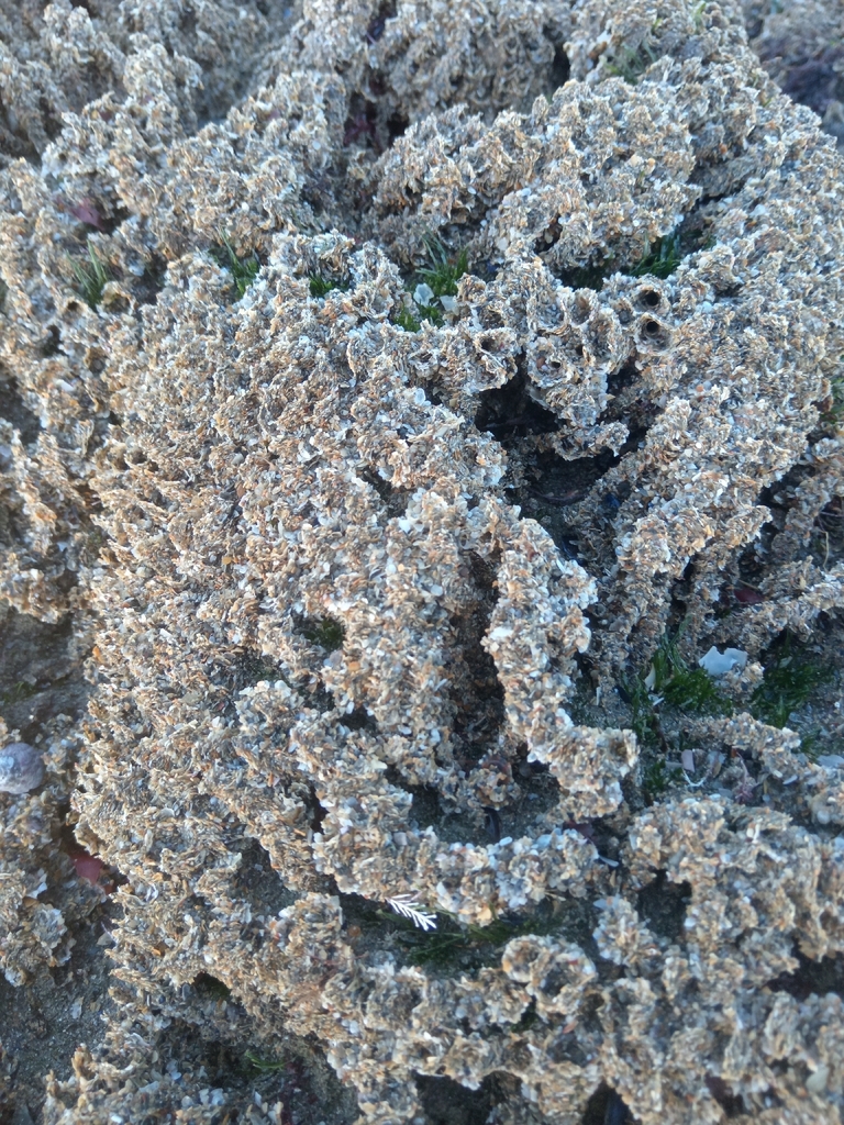 Honeycomb Worm from Garrettstown, Garrettstown, Co. Cork, Ireland on ...