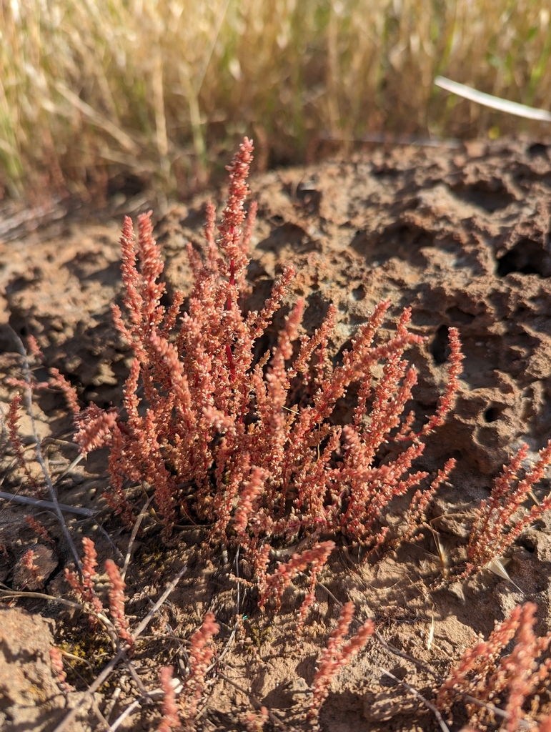 Australian Stonecrop from Ravenhall VIC 3023, Australia on November 21 ...