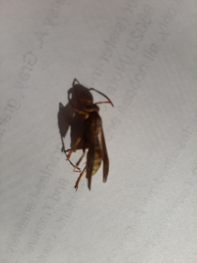 Golden Paper Wasp from Hereford, AZ 85615, USA on January 8, 2020 at 12 ...