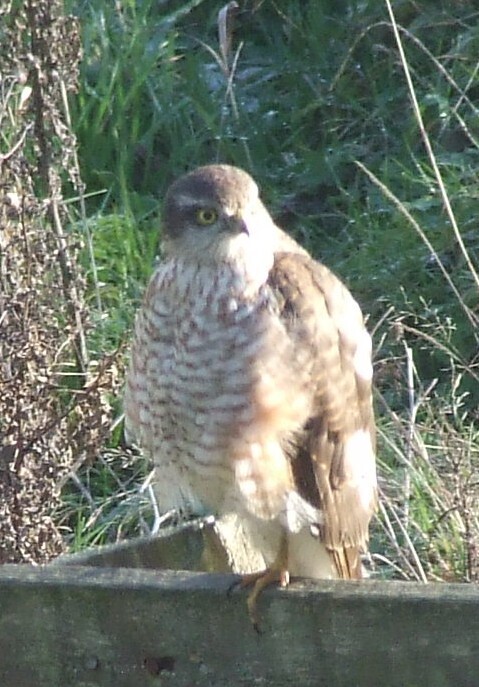 Eurasian Sparrowhawk from Heybeck Lane, Tingley, Dewsbury WF12 7QU, UK ...