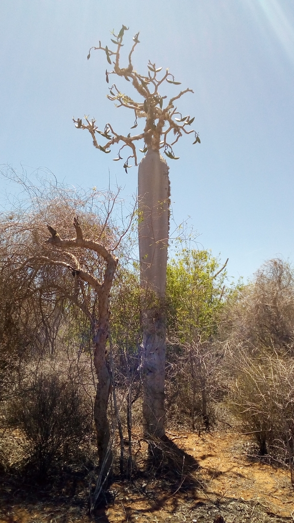 Pachypodium mikea in November 2019 by Liantsoa Rakotoarimino. tree to ...