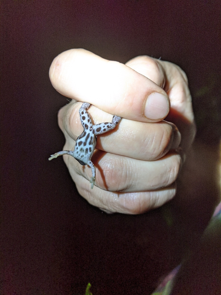 Bassler's Humming Frog from Finca las Piedras on January 04, 2020 at 08 ...