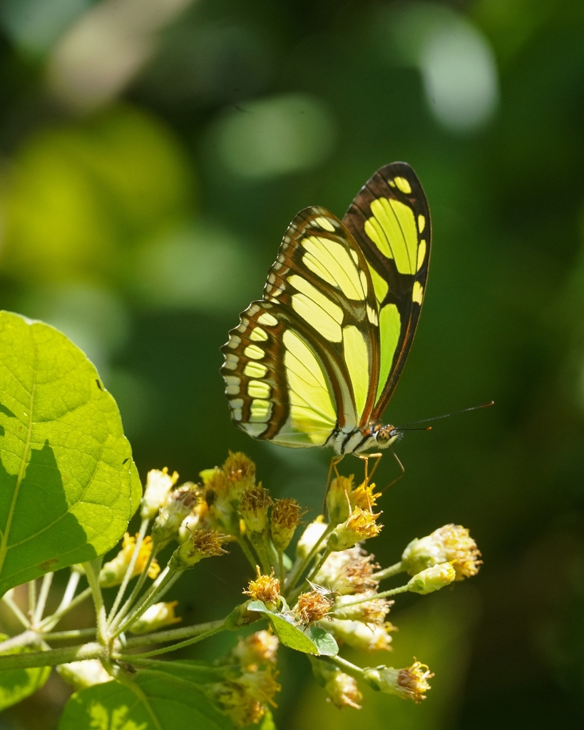 northern green longwing from Siquirres, Limón, Siquirres, Costa Rica on ...
