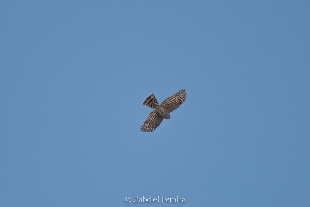 Sharp-shinned Hawk from Malinalco, México, Mexico on December 18, 2016 ...