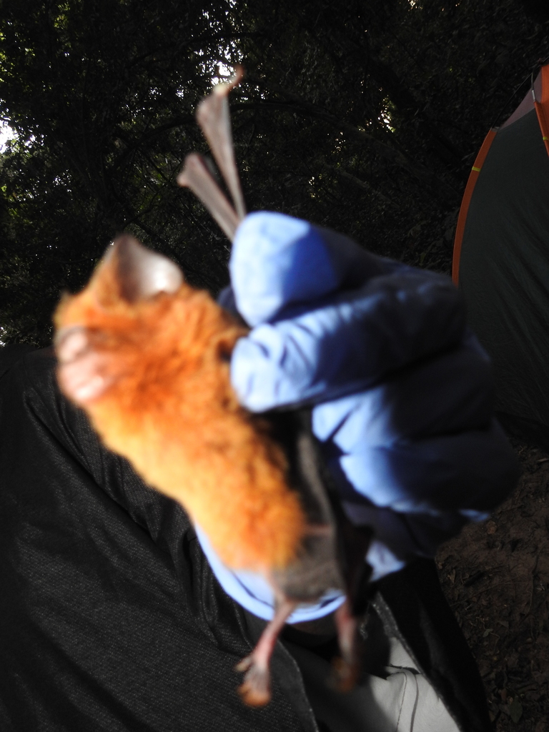 Sooty Roundleaf Bat from Ijebu East, Nigeria on December 17, 2019 at 06 ...