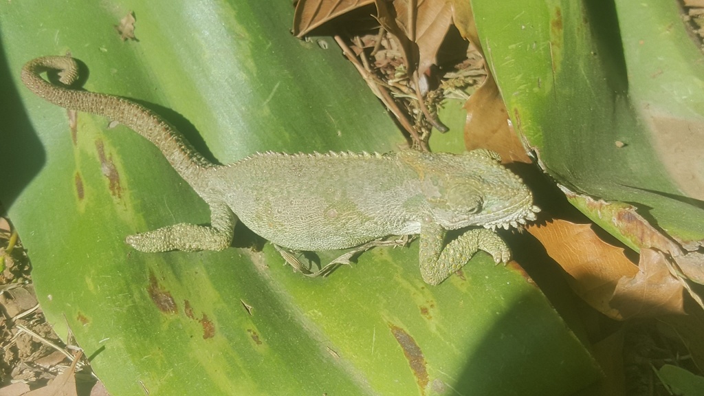 Natal Midland Dwarf Chamaeleon in October 2019 by Garth Aiston ...