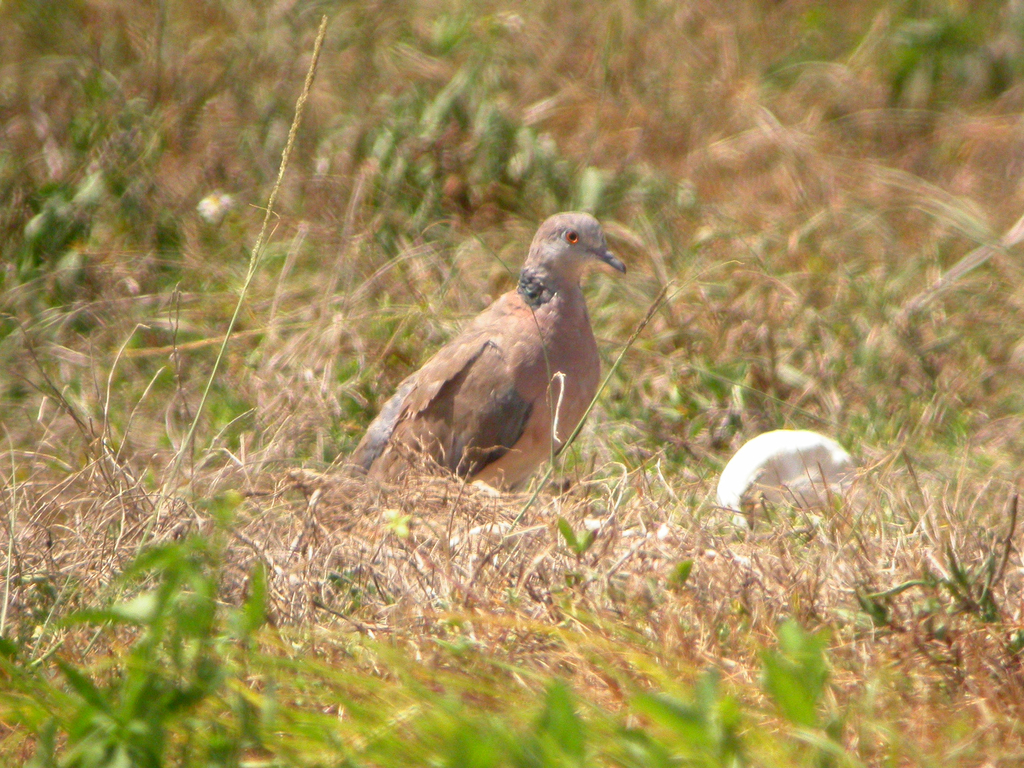 Philippine Collared-Dove from Saipan, CNMI on May 22, 2004 by Rand ...