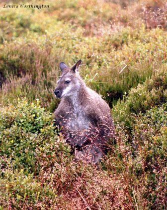 Macropods (Macropodiformes) - Know Your Mammals