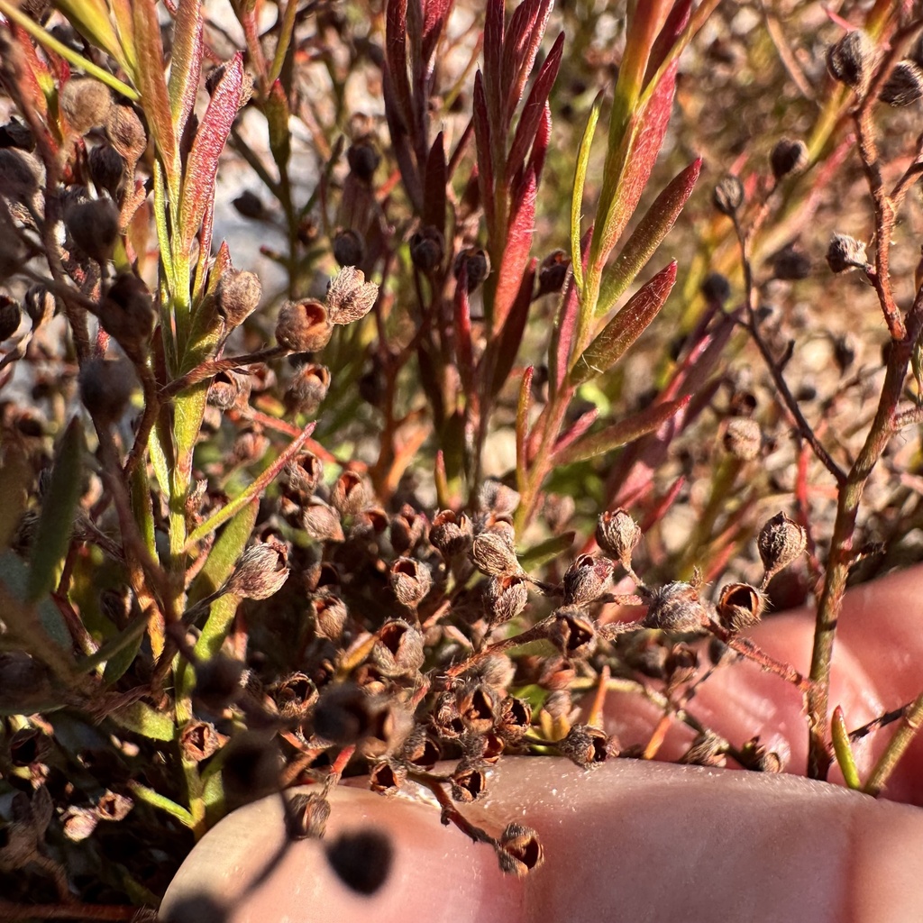 Sandhill Pinweed from Longs, Myrtle Beach, SC, US on November 22, 2025 ...