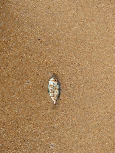 Observations by jonathan_pugh · iNaturalist