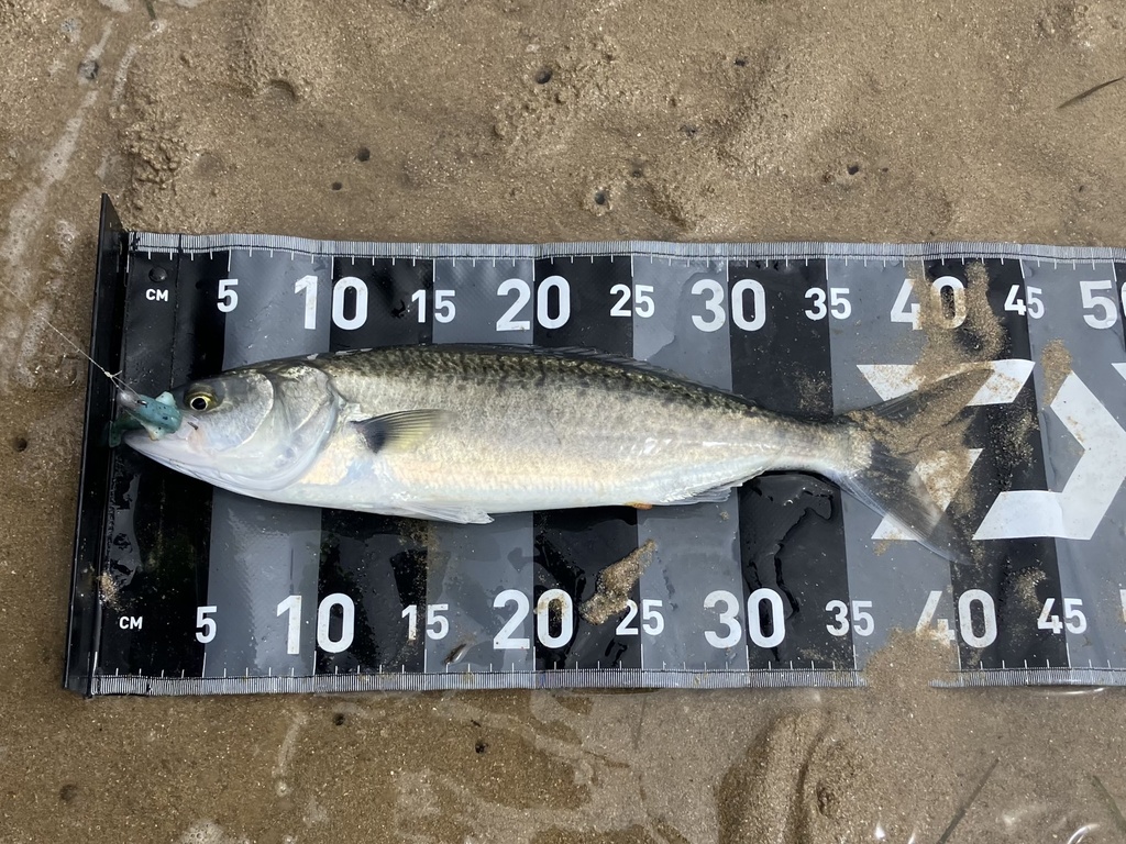 Eastern Australian Salmon from Anderson Inlet, Inverloch, Phillip ...