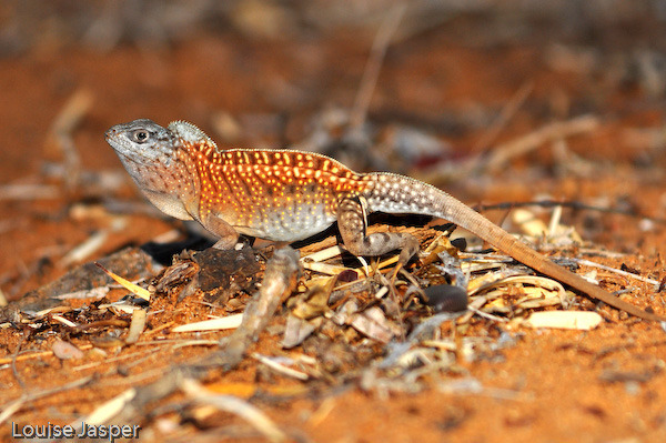 Madagascar Iguana from Tsivanoe, PK32-Ranobe protected area, Madagascar ...