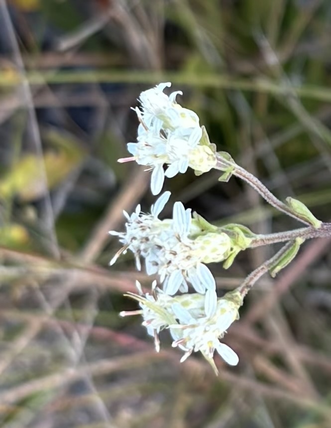 Dixie aster in November 2025 by Cheryl Millett · iNaturalist