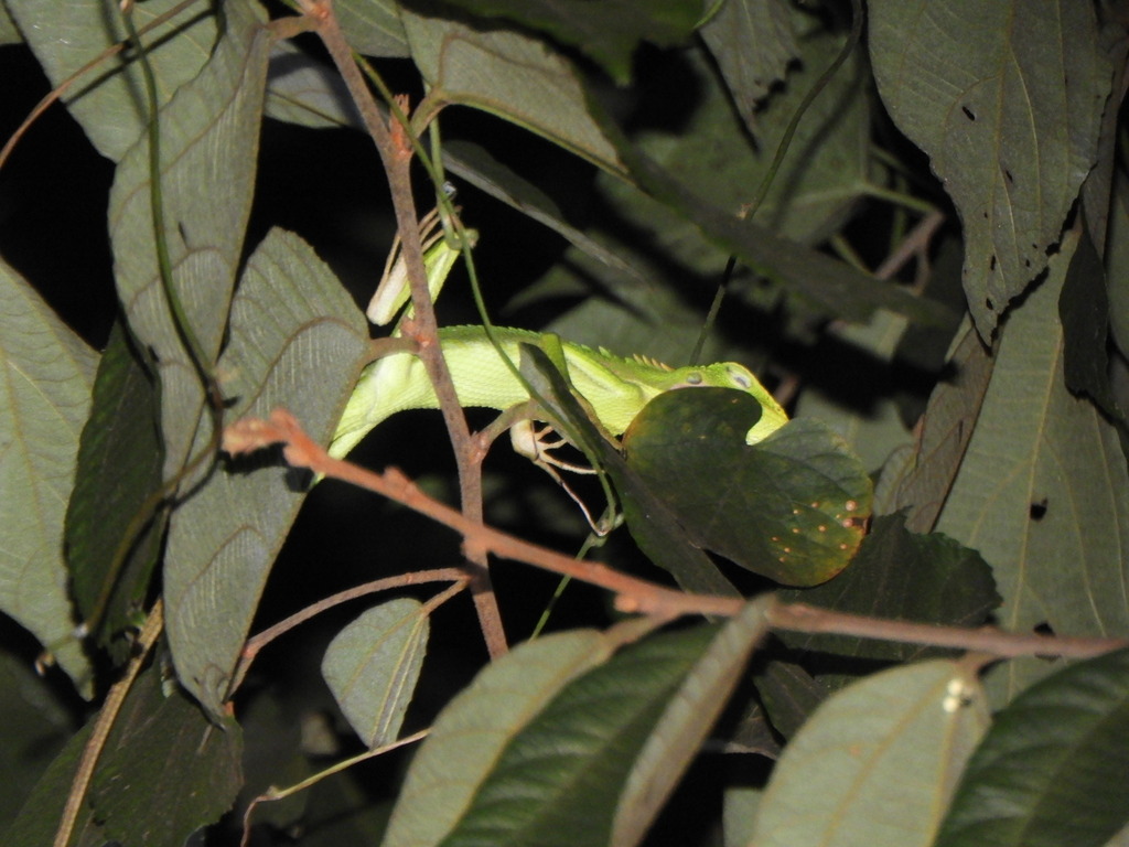 Great Crested Canopy Lizard from Dramaga, Bogor Regency, West Java ...