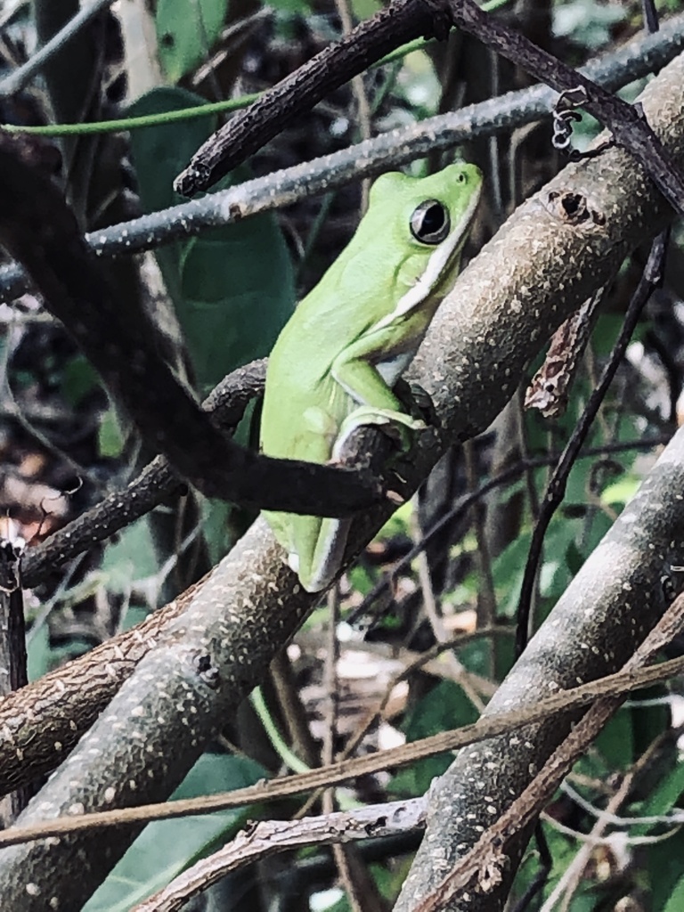 Green Treefrog from Virginia Key, Miami, FL, US on January 11, 2020 at ...
