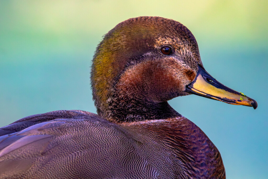 Brewer's Duck from Huntington Central Park--East, Huntington Beach, CA ...