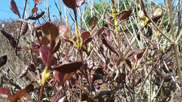 Myrtle Rust in January 2020 by dibble35 · iNaturalist
