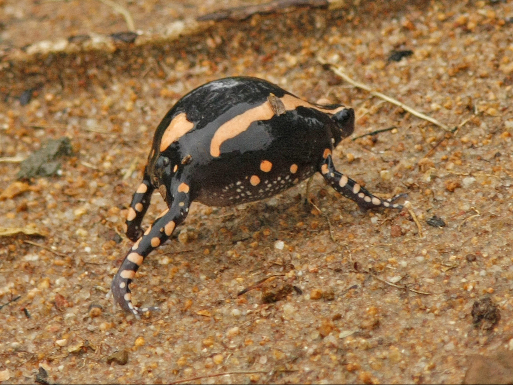 Red-Banded Rubber Frog from Kruger National Park, South Africa on ...