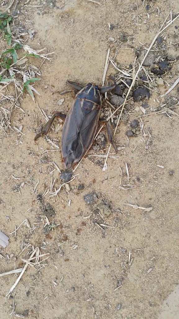 Asian Giant Water Bug from JQX3+VMQ, Raghunathpur, Bhamuria, Baghmara ...