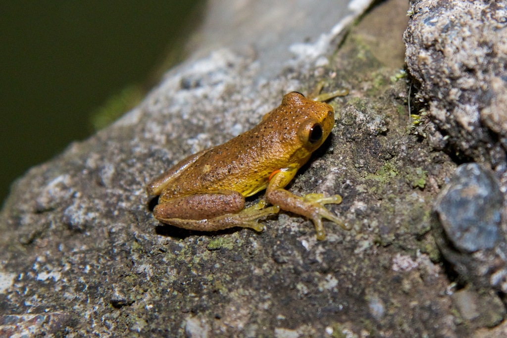 Boettger's Colombian Tree Frog from popayan, Colombia on December 29 ...
