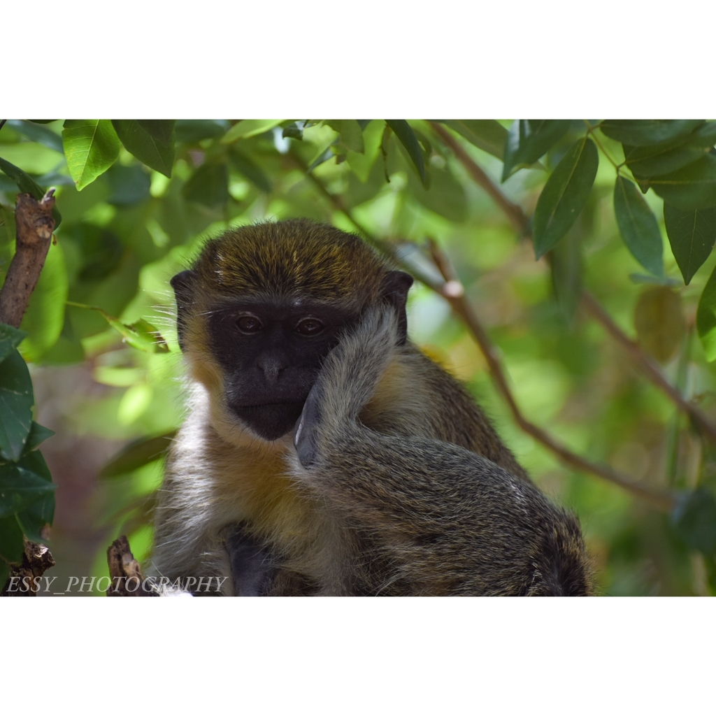 Green Monkey from Zoo de Martinique on July 2, 2019 by Essy_J · iNaturalist