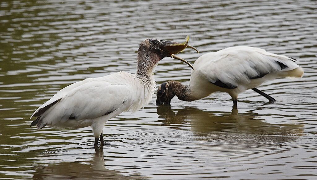 Wood Stork from Aiken County, SC, USA on August 5, 2024 at 09:16 AM by ...