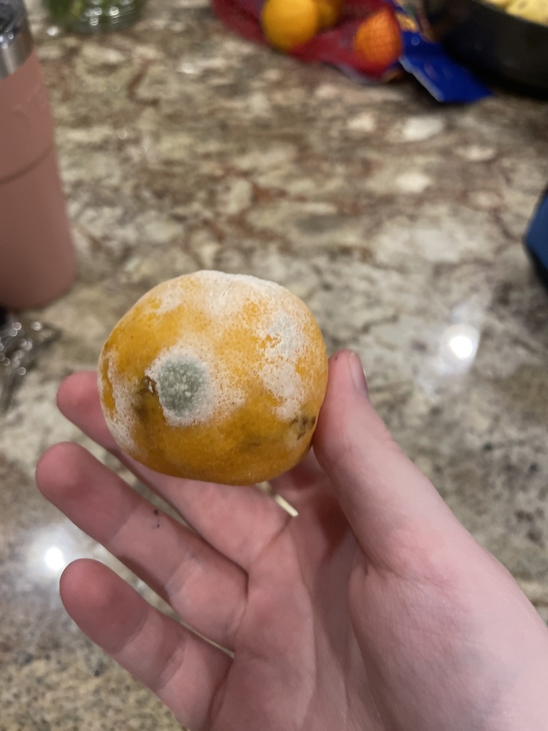 citrus green mold in November 2025 by theluciddreamer · iNaturalist