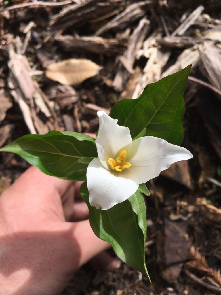 Pacific trillium from Redwood National and State Parks, Trinidad, CA ...