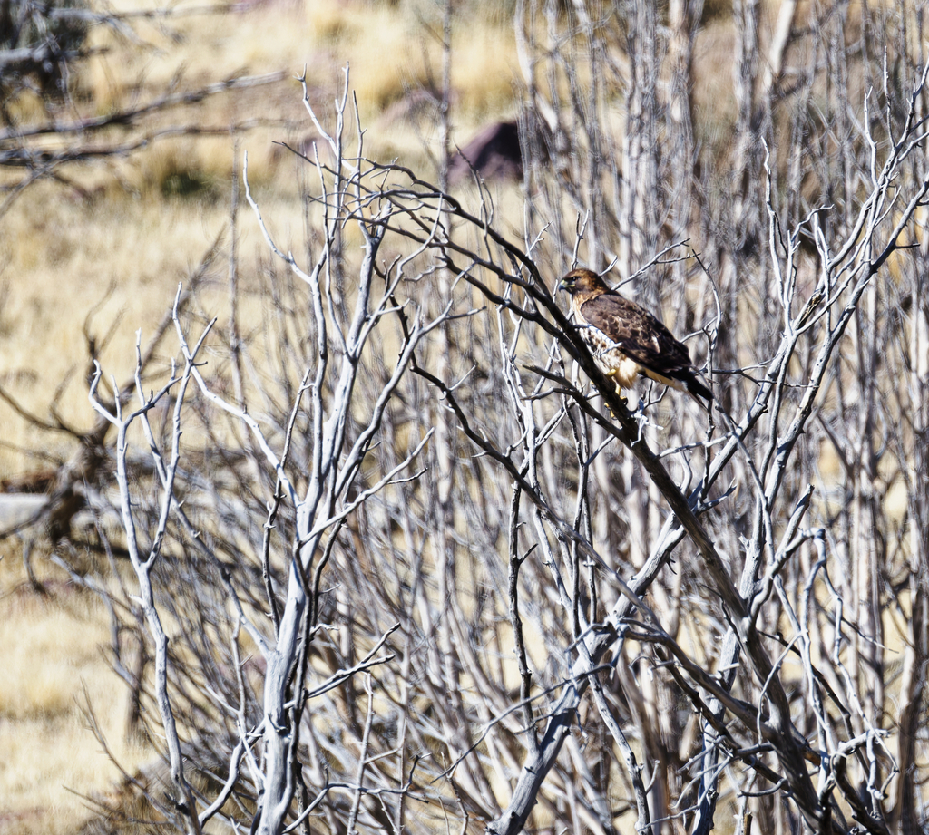 Red-tailed Hawk from Canyon Mountains, Utah 84649, USA on November 25 ...