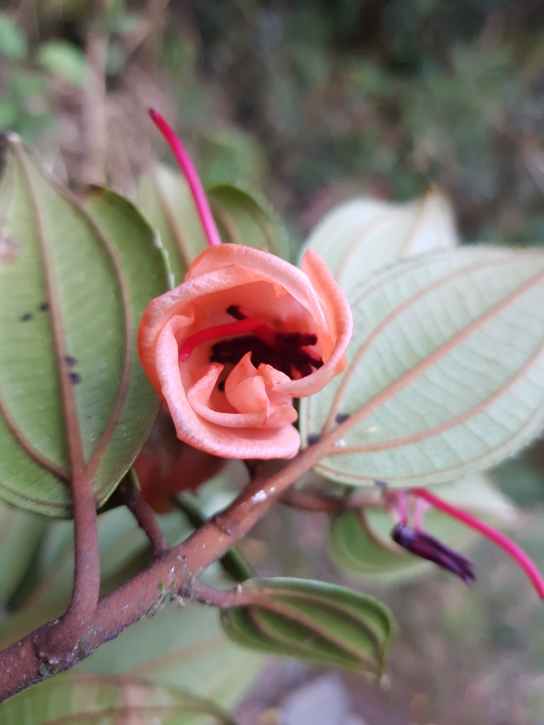 Merianieae in November 2025 by Efrain Freire · iNaturalist
