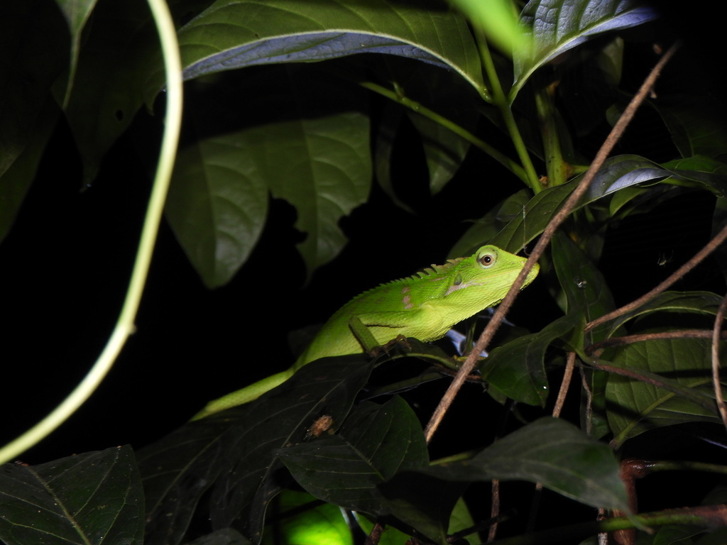Great Crested Canopy Lizard from Bogor Regency, West Java, Indonesia on ...