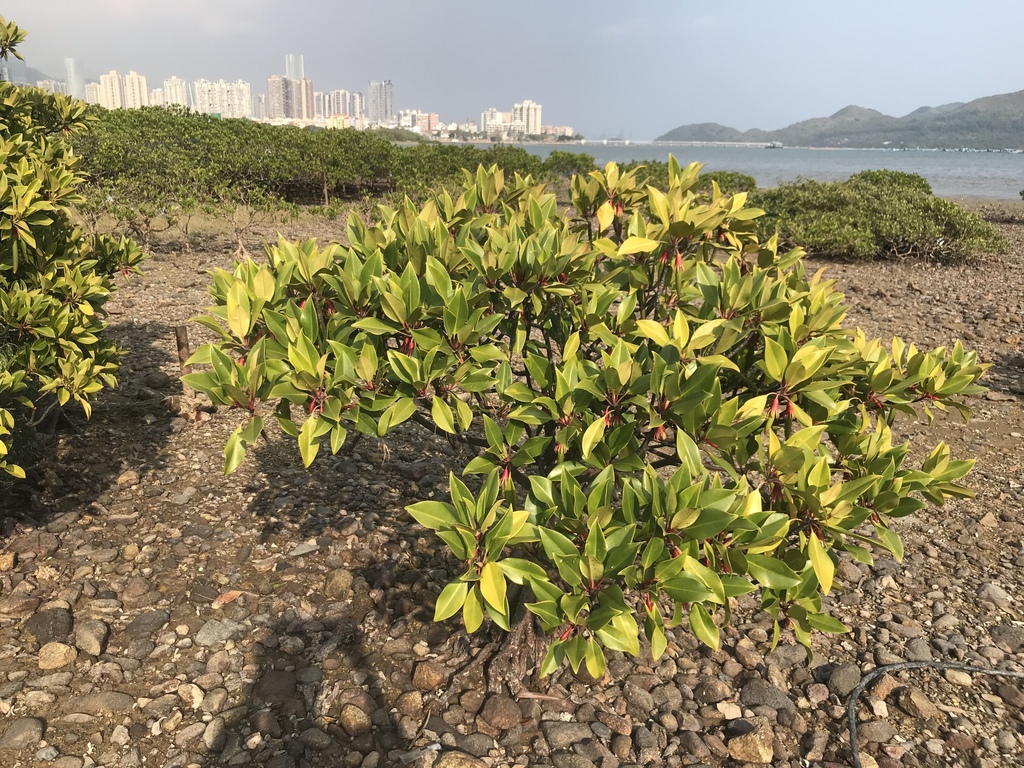 mangroves (Rhizophoraceae) - Botanical Realm