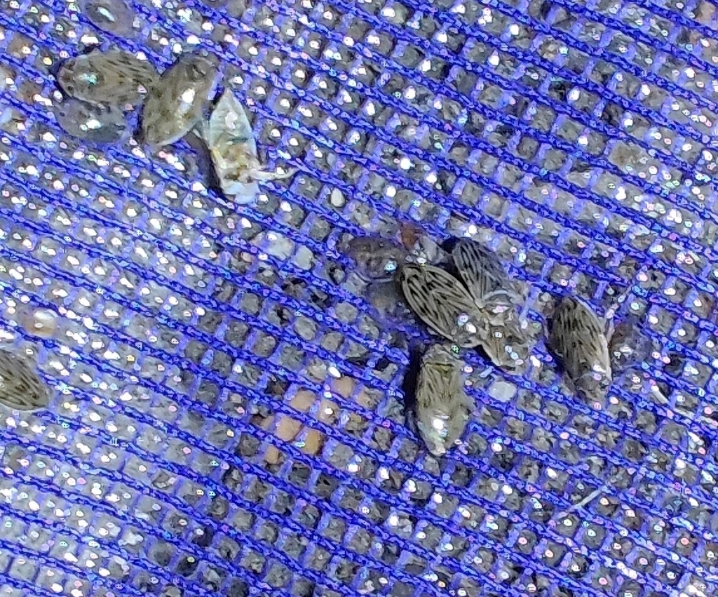 Micronecta from Beijing, Beijing, CN on November 26, 2025 at 06:10 PM ...