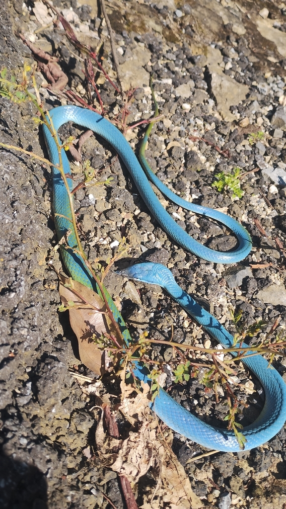 Rhino Rat Snake from Gia Luận, Cát Hải, Hai Phong, Vietnam on November ...