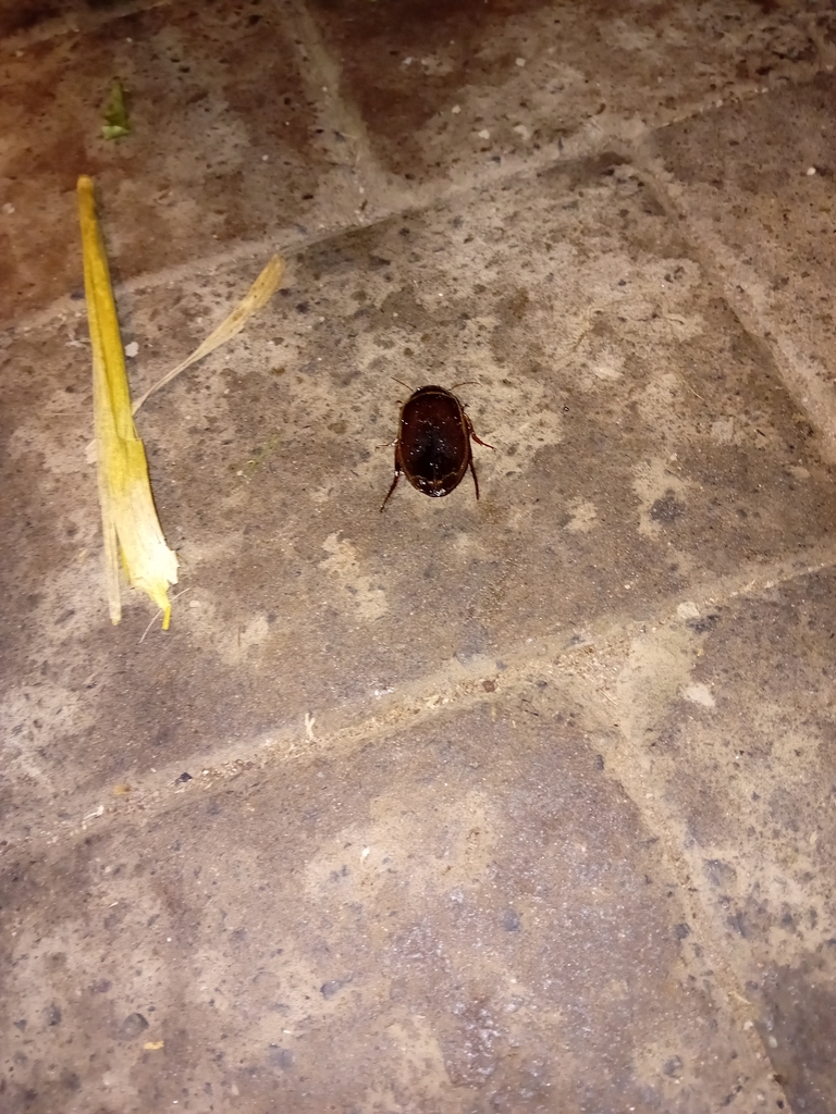 Dytiscus from Loch Arthur, Loch Arthur Community, Iona House, Beeswing ...