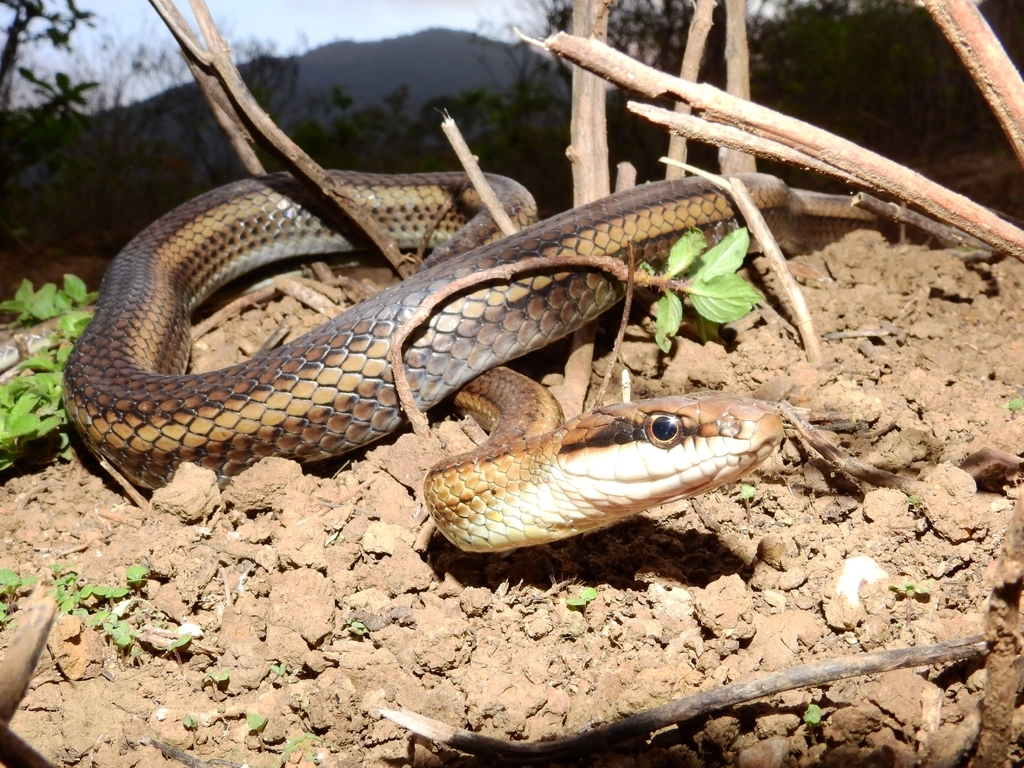 Heath's Tropical Racer from 20470, Perú on January 09, 2020 at 02:02 PM ...