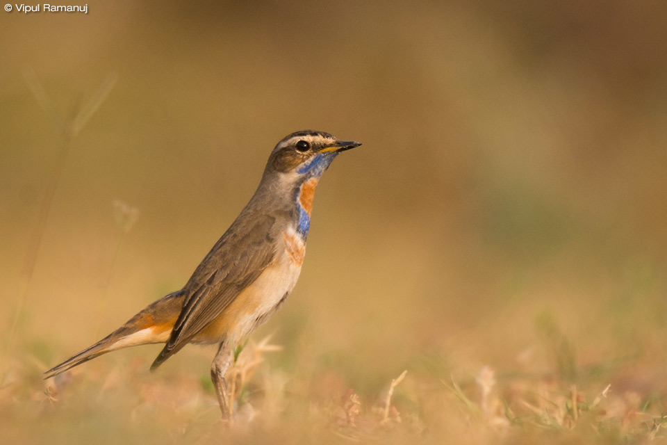 Bluethroat from Thol Bird Sanctuary, Mehsana, Gujarat, India on ...