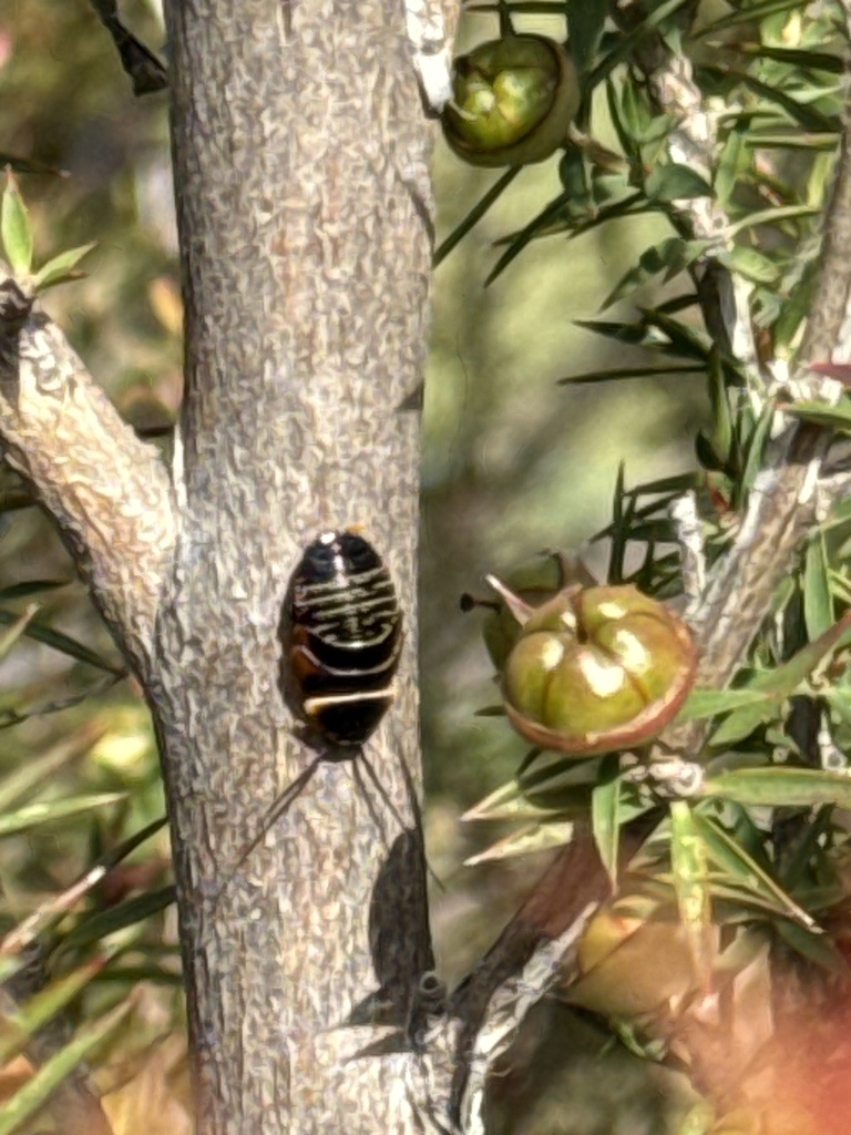 Austral Ellipsidion from Warner Reserve, Springvale, VIC, AU on ...