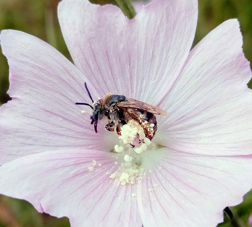 Subgenus Tetralonia · iNaturalist