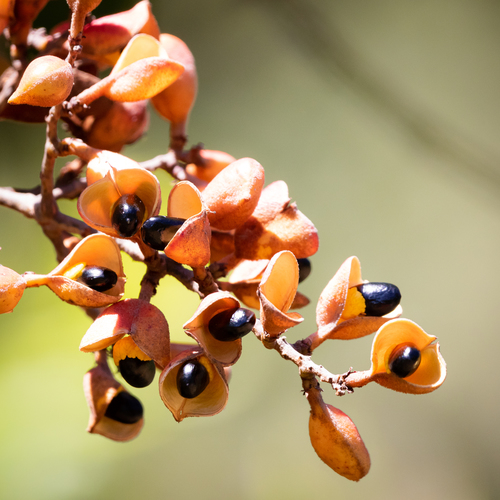 Connarus suberosus · iNaturalist