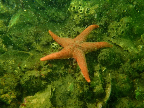 género Ganeria · NaturaLista Colombia