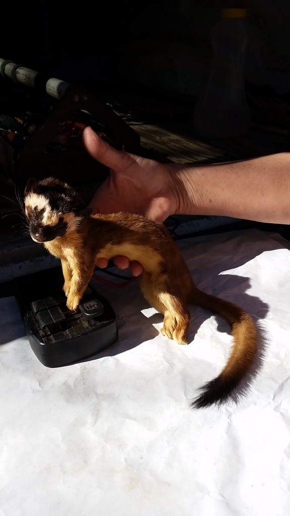 Long-tailed Weasel from Real County, TX, USA on December 31, 2016 at 01 ...