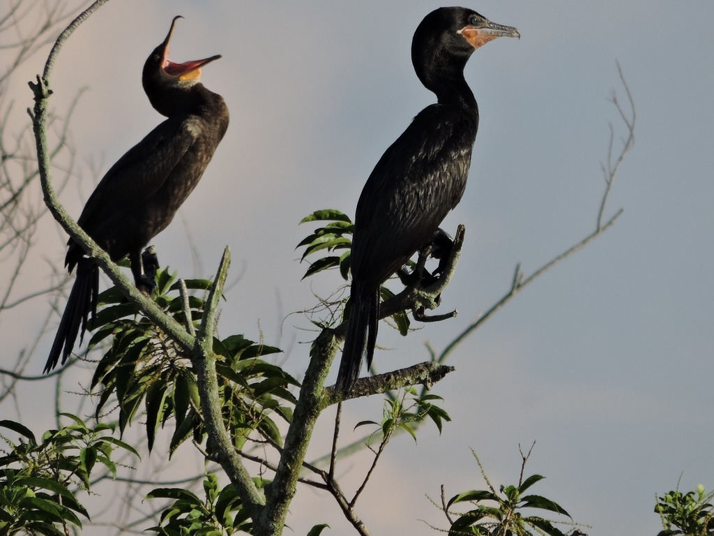 Neotropic Cormorant from Barrancabermeja, CO-ST, CO on January 4, 2017 ...