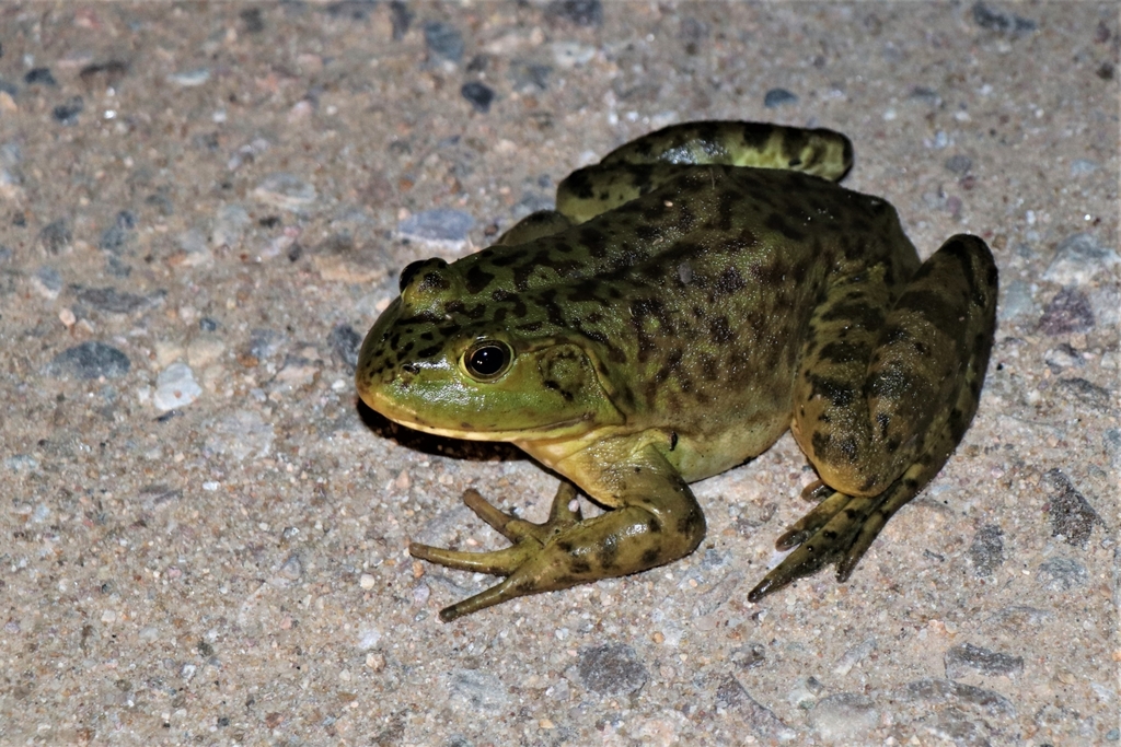 American Bullfrog from Crazy Horse, SD 57730, USA on August 07, 2019 at ...