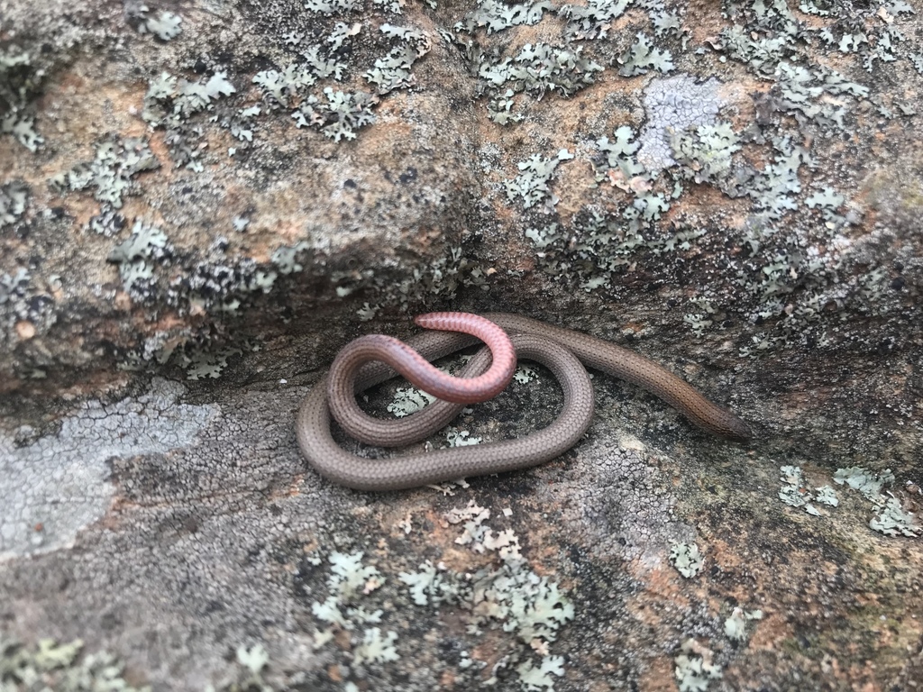 Granite Worm-lizard in September 2018 by Bruce Edley · iNaturalist