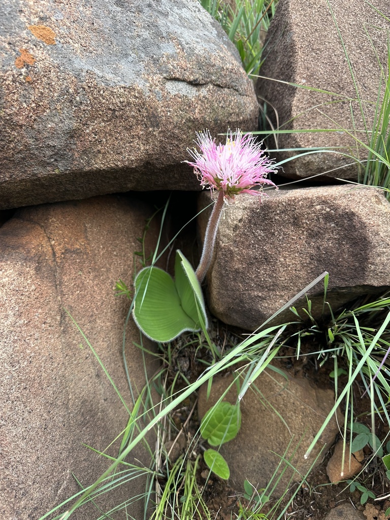 Rabbit-Ear Bloodlily from Dr Pixley Ka Isaka Seme Rural, Volksrust ...