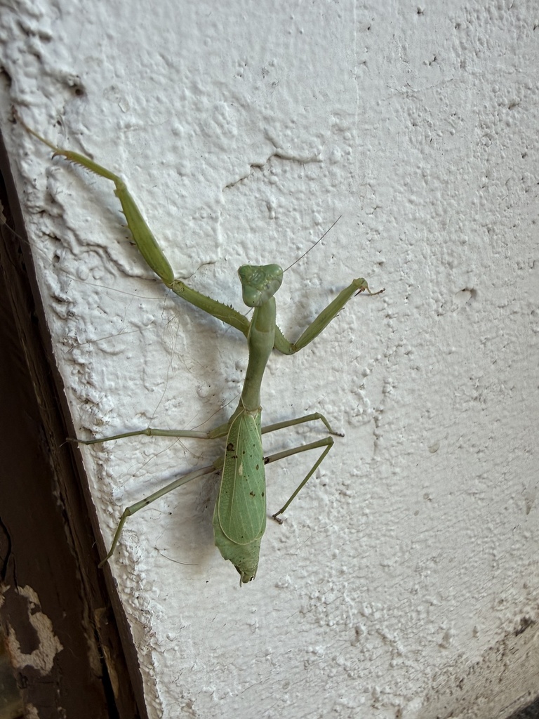 Arizona Mantis in November 2025 by Kelly Krechmer · iNaturalist