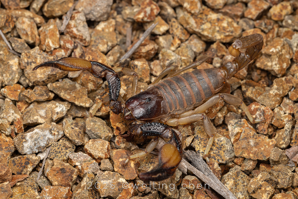 Robust Burrowing Scorpion from 辛巴威万盖 on November 12, 2025 at 08:46 PM ...