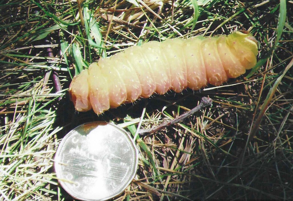 North American Luna Moth from Parry Sound District, ON, Canada on ...