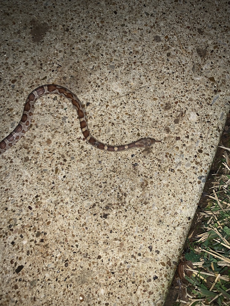 Slowinski's Cornsnake from Stephen F. Austin State University ...